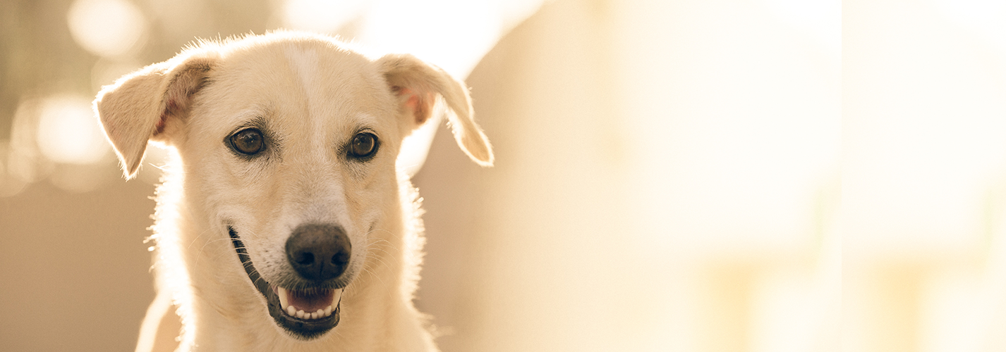 hospital-header – Sasolburg Veterinary Care